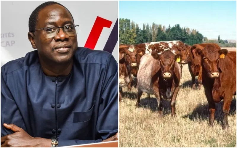 Why Africa's pastoralists hold key to sustainable livestock and ...