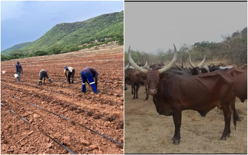 ILRI rolls out ambitious project to develop and promote farmer-approved ...